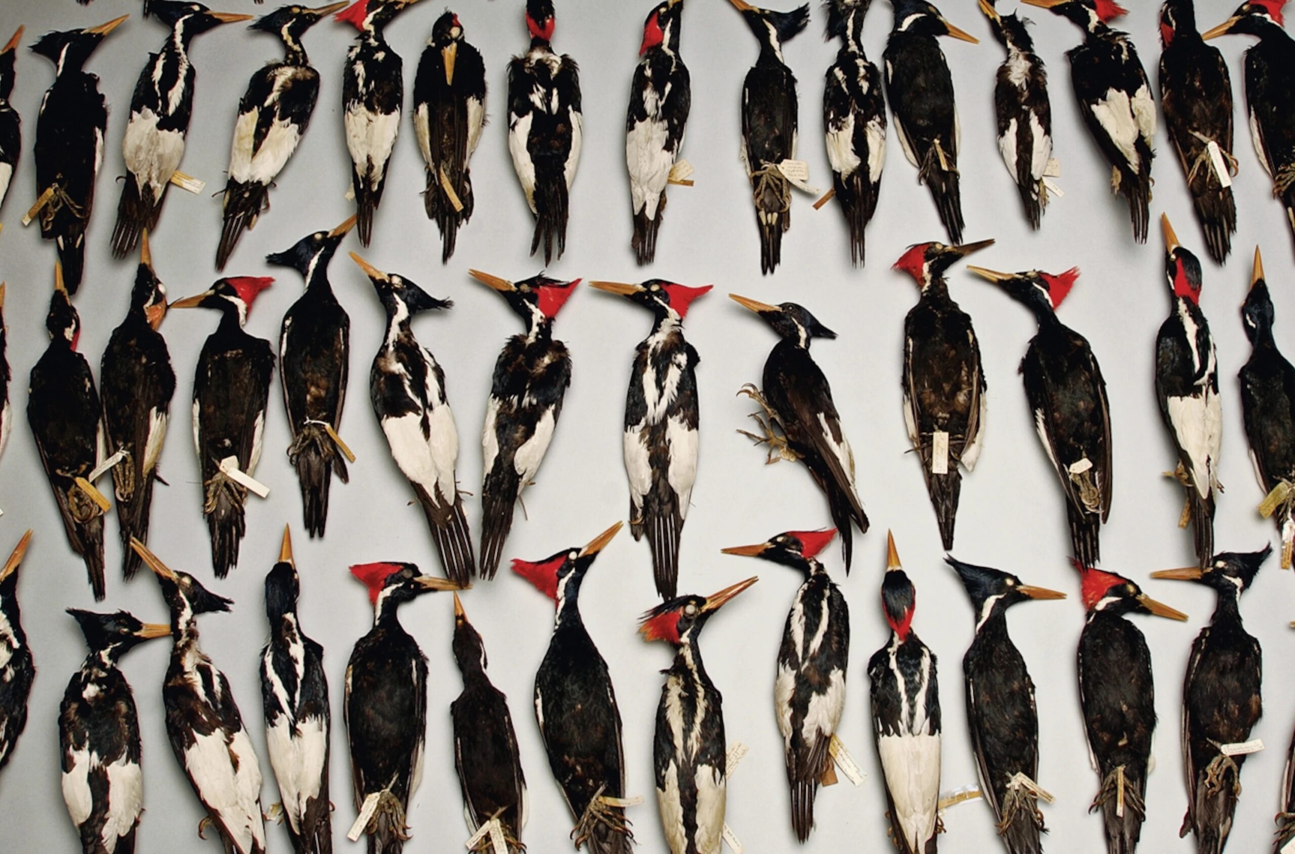 lord god bird - Trufflepig